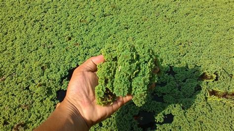 Tips Mudah Budidaya Rumput Azolla Yang Punya Manfaat Melimpah Jual