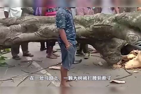 一颗大树拦截了马路，大象见了后立马上前，举动让人暖心！大象马路大树