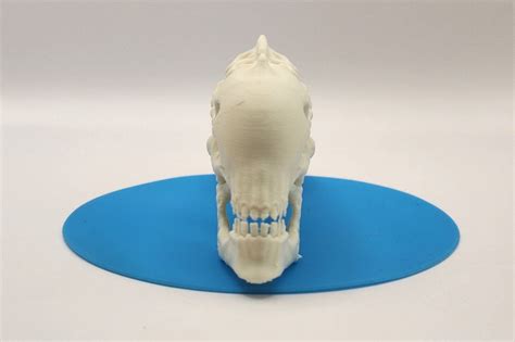 Alien Xenomorph Skull Trophy Bone Etsy