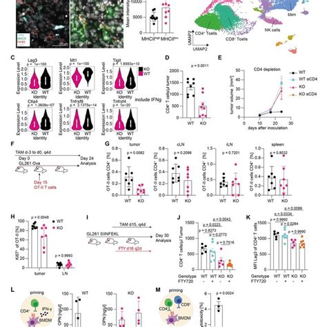 Intratumoral Mhcii Presentation And Cd4 T Cell Limits Opn Expression