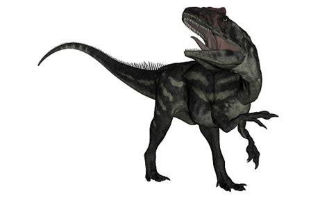 Allosaurus 다이노소어 으르렁거리다 3d 렌더 0명에 대한 스톡 사진 및 기타 이미지 0명 3차원 형태 공룡