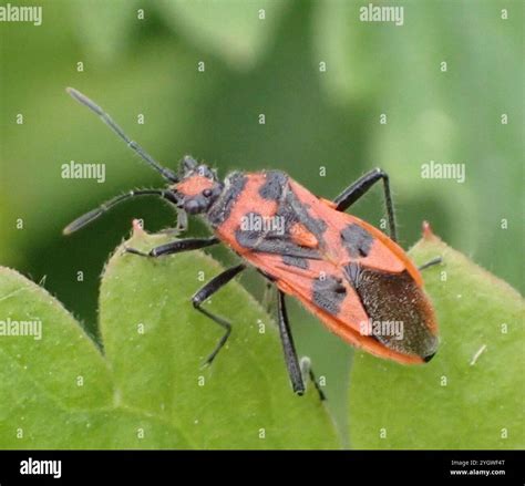 Spotted Firebug Corizus Hyoscyami Stock Photo Alamy