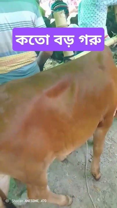 কতো বড়ো গরু Cow Holyupdate Hiphop Nature Islaminbangla কতো বড়ো
