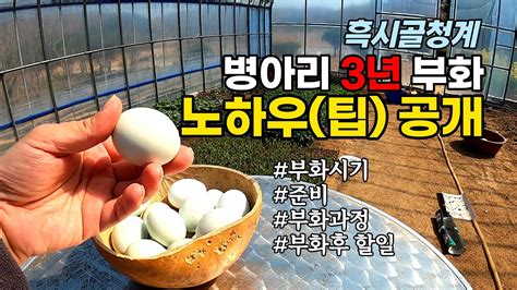 병아리 3년동안 부화하면서 쌓았던 노하우 팁 공개합니다 Youtube