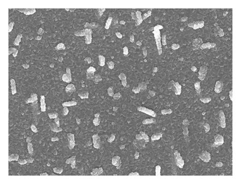 fe sem micrographs of a sample 1 and b sample 2 download