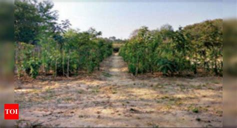 Japanese Technique Helps Turn Barren Plot Verdant Bengaluru News