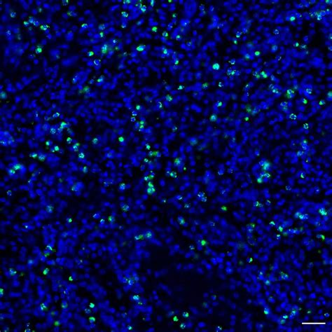 Granzyme B Antibody Anti Human Reafinity™ Miltenyi Biotec India