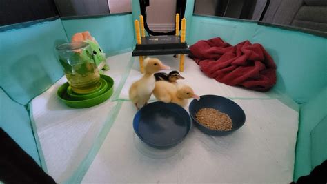 Hatching Ducklings Like A Pro Step By Step Incubation And Brooder Guide