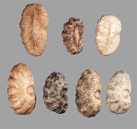 Health Benefits Of Benghal Dayflower Health Benefits