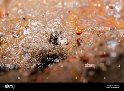 Australian Native Stingless Bee Trigona Carbonaria Coming Out Of Its