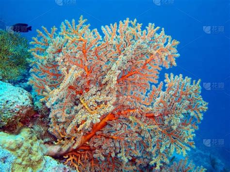 柳珊瑚，巴厘岛，佩母德兰