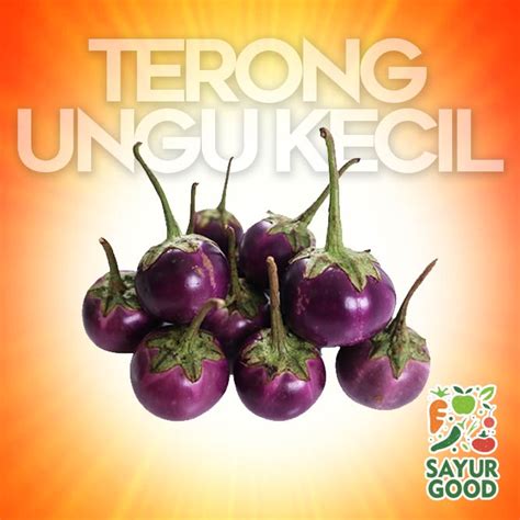 Jual Terong Lalap Ungu Terong Ungu Kecil Terong Bulat Ungu Segar