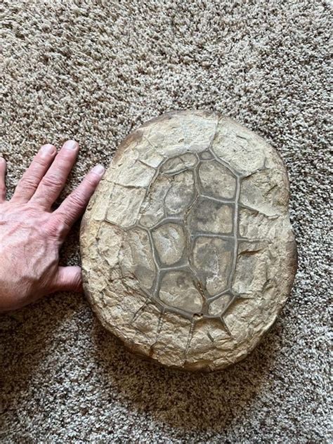 turtle shell fossil r fossilid