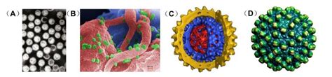 Structural Biology Of Viruses Creative Biostructure