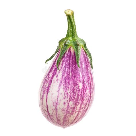 Striped Purple Eggplant Isolated On White Stock Illustration