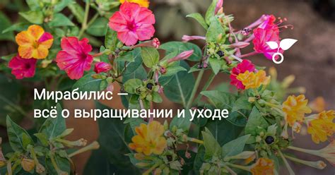 Мирабилис всё о выращивании и уходе Фото Ботаничка