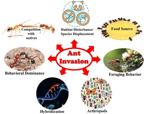 Bullet Ant Diagram