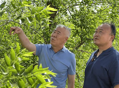 【科技工作者风采】王贵云：把技术送到枣农身边 让灵武长枣结满“科技果实”种植指导管理