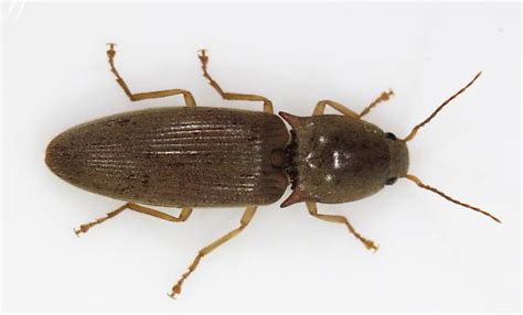 Conoderus Lividus Monocrepidius Lividus Bugguide Net