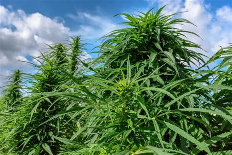 Essential Tips On How To Transition From Vegetative To Flowering Stage