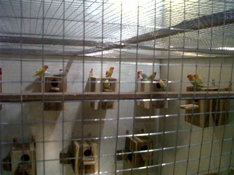 Menangkar Lovebird Di Kandang Koloni Penangkaran LoveBird