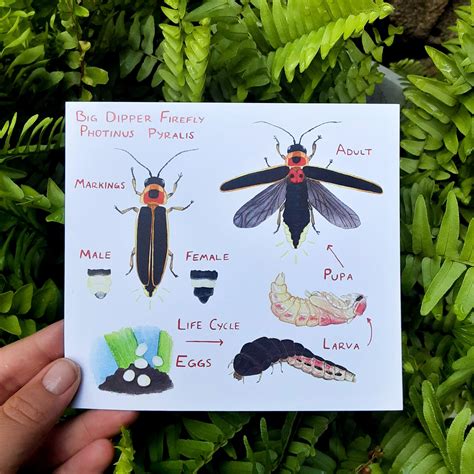 Firefly Insect Identification Card Print Etsy