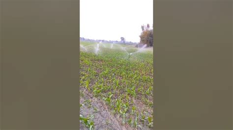 Makka Ka Khet Me Pani Youtube