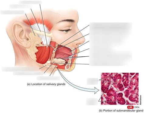 Salivary Glands Diagram Quizlet