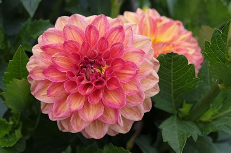 ダリアの上手な育て方・栽培方法は？植え付けや剪定などのコツを押さえよう Hanasaku