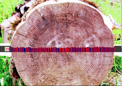 An Attempt To Count Annual Growth Rings From A Photo