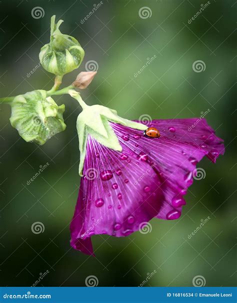 Camuffamento Fotografia Stock Immagine Di Vibrante Rugiada 16816534