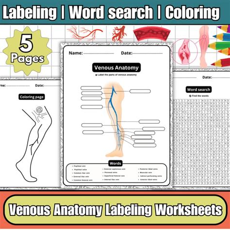 Venous Anatomy Venous Labeled Diagram Worksheetsword Searchcoloring