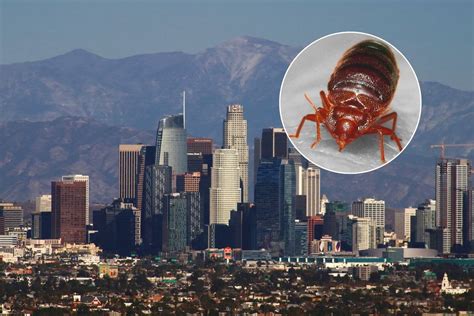La Is Officially One Of Americas Most Bed Bug Infested Cities