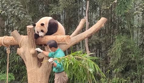 더쿠 몽글몽글한 강바오와 푸바오의 당근凌 줍줍기