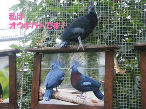 神戸花鳥園公式ブログ過去ログ 再告知オウギバトのヒナ名前募集