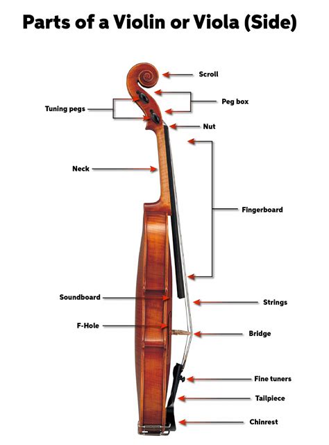 Parts Of A Viola Bow