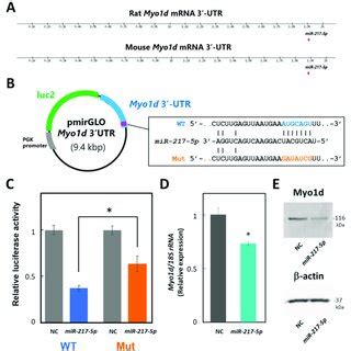 Target Validation Of MiR 217 5p In PAN Treated Rat Podocytes A