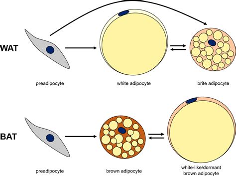 Adipose Tissue With Adipocytes