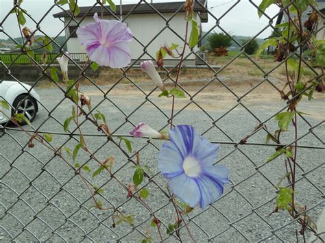 残暑お見舞い申し上げます 医療法人 坂本歯科医院