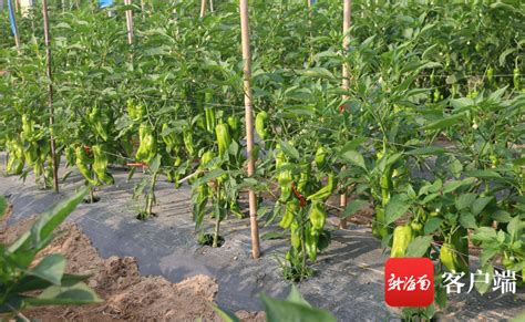 151位院士专家共话种业振兴！2023中国种子大会暨南繁硅谷论坛4月在三亚举行