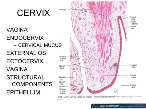 Cervix Histology Labeled