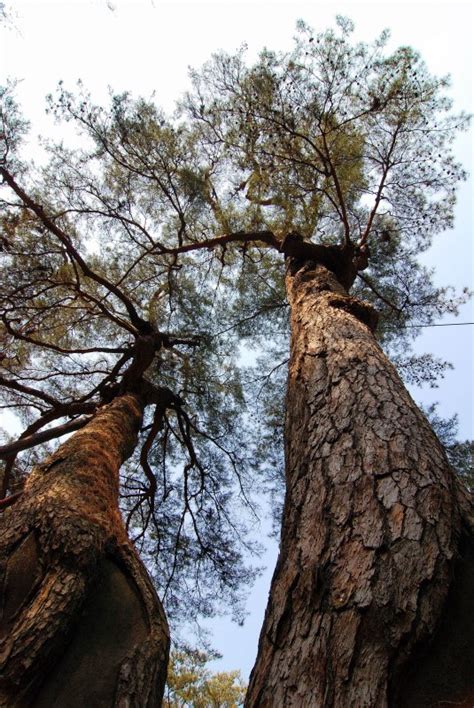 단종문화제 강원 영월군 청령포의 관음송觀音松이 유전자 보존으로 조선왕조 비운의 왕 단종의 슬픈 역사를 영원히 기억하게 된다고 하네요 영월군은 국립산림과학원