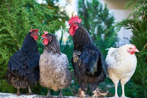Blague Du Jour Deux Vieilles Filles Regardent Des Poules