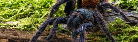 The 6 Most Epically Pointless Arguments On Wikipedia