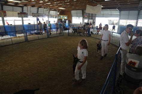 Zenfolio Attel Logic Photography Services Dairy Goat Show Swine