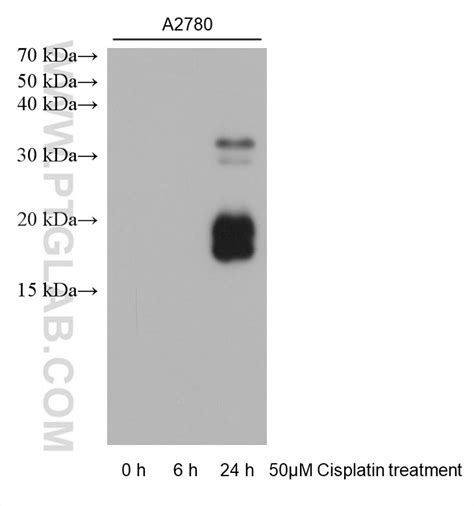 Cleaved Caspase 3 P17 P19 Antibody 68773 1 Ig Proteintech