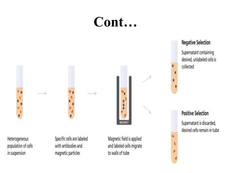 Cell Sorting Pptx