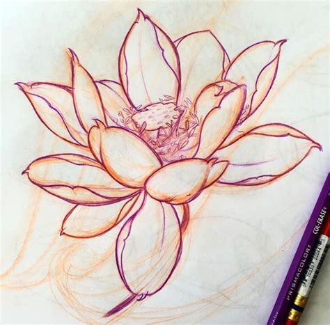 Japanese Lotus Flower Drawing