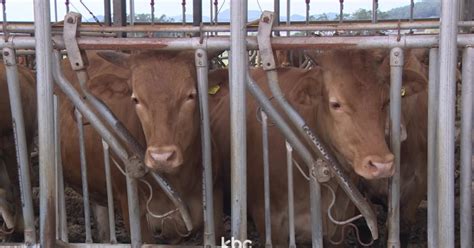 돼지·닭은 증가하고 소·오리는 감소…3 4분기 가축 사육마릿수 현황