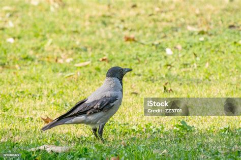 이란 테헤란에서 가을 잎이 있는 가을에 초원에 서 있는 회색 흰색 목 후드 까마귀 갈고리 발톱에 대한 스톡 사진 및 기타 이미지 Istock